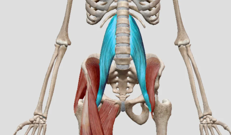 Why Your Psoas Can Cause Back Pain