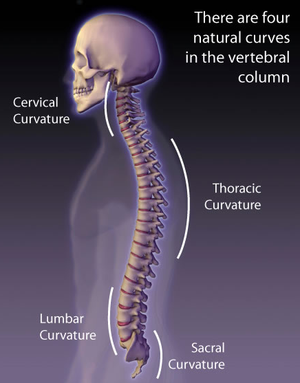 The 4 Natural Curves of Your Spine