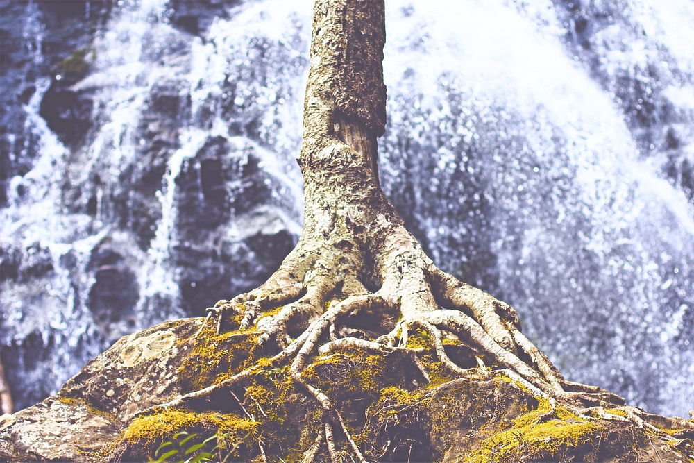 Roots and Rocks