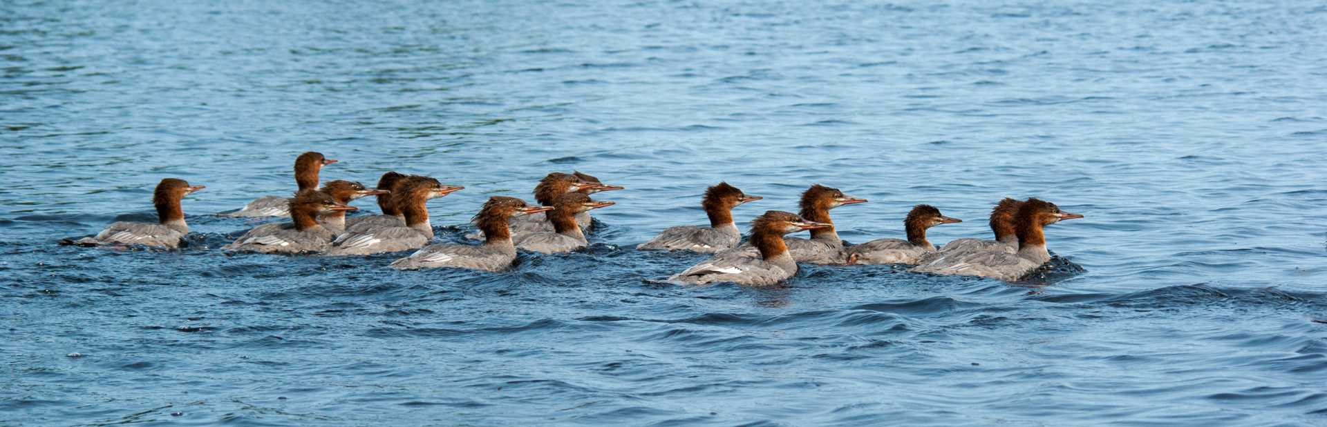 Greater Molega Lake Lot Owners Association