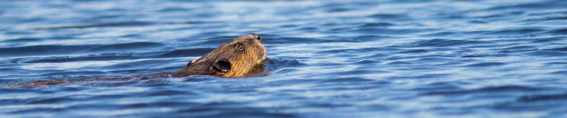 Greater Molega Lake Lot Owners Association