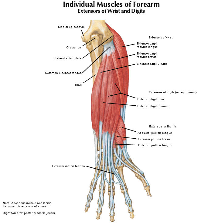 Lateral Epicondylitis (Tennis Elbow)