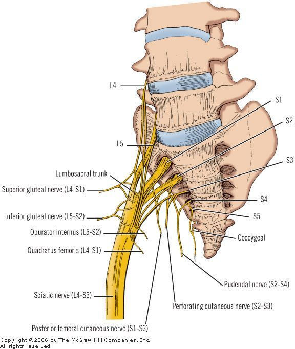 Sciatica: Tingling legs and Numb Bum