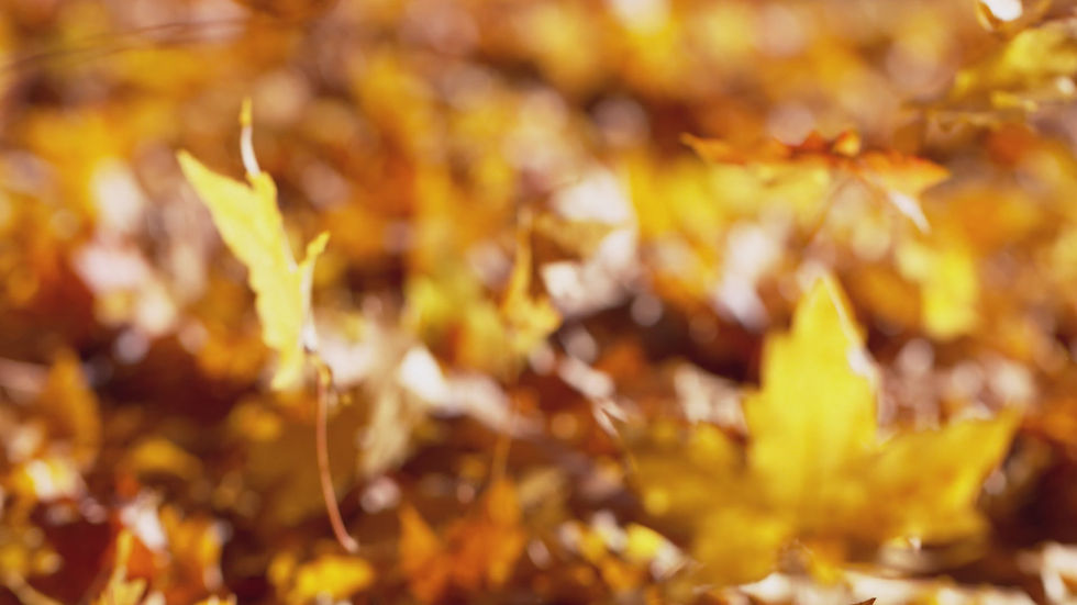 Visit Local Foods Kitchen/ Voted FW Healthiest Restaurant!