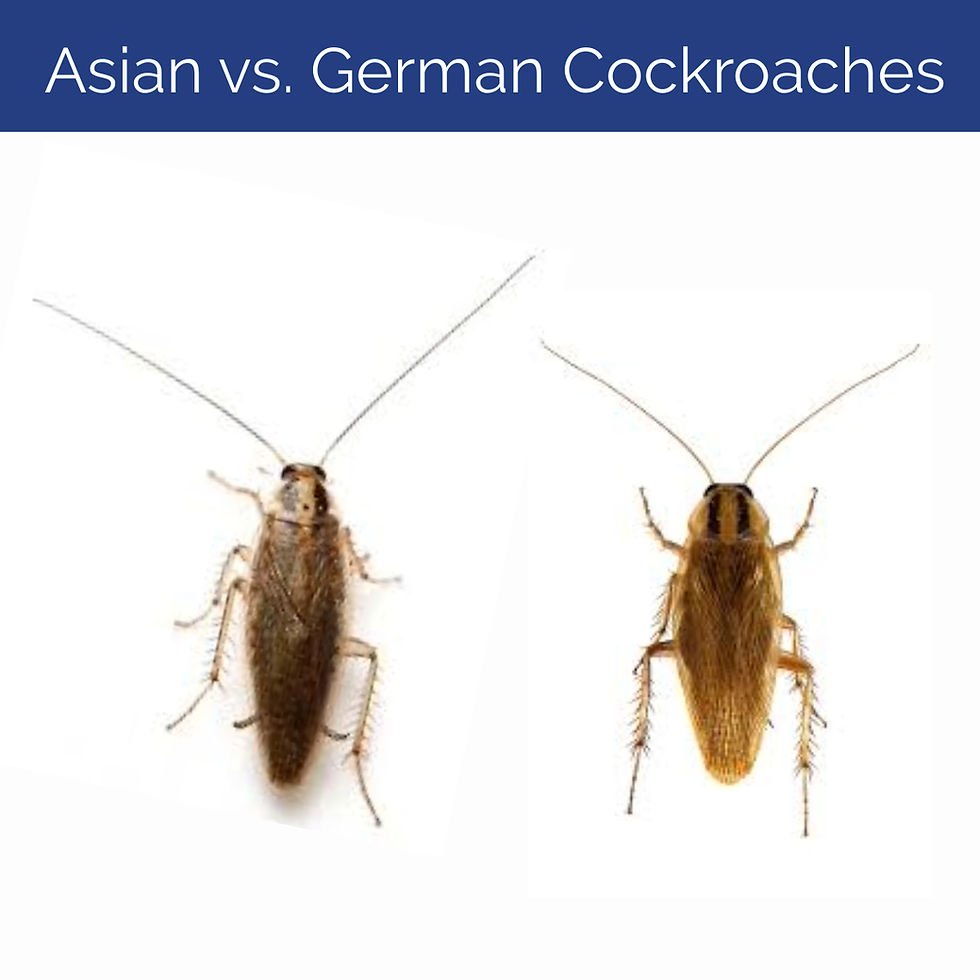 Cockroach Clash: Visual Showdown Between Asian and German Roaches