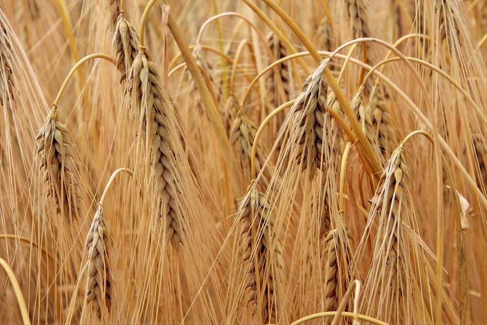 LA NUOVA BATTAGLIA DEL GRANO