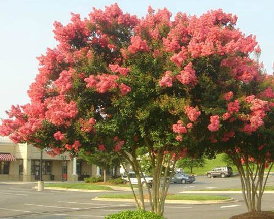 How to spruce up my Crape Myrtles and Rose Bushes?