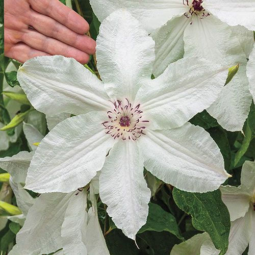 Any unusual Clematis varieties planned next spring?