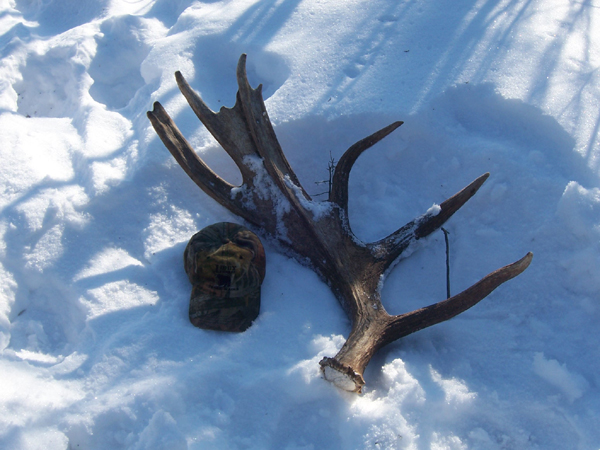 Maine Antler Art | Moose Antler Home Accessories