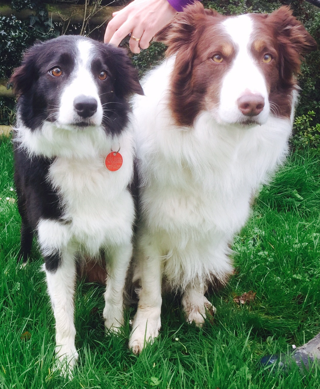 Border Collies for Re-homing | mysite-1
