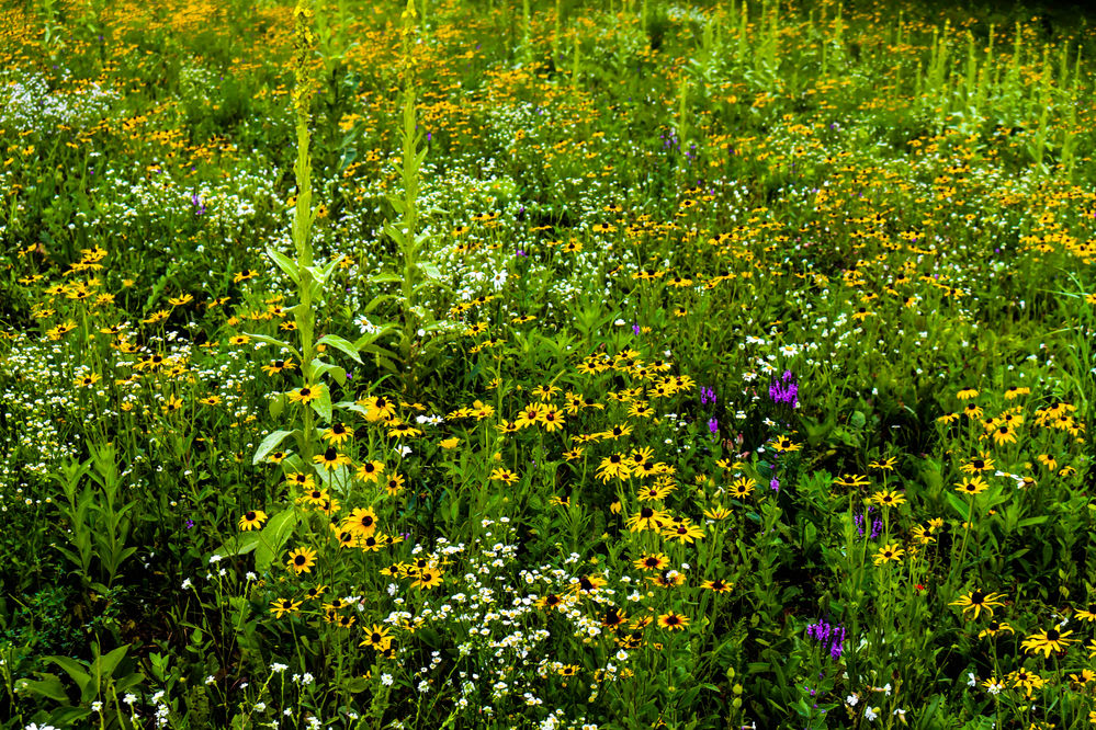 Prairie Restoration On Eighty Acres