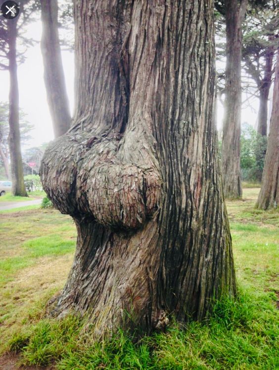 What is burl wood - explanation and examples