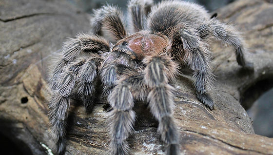 do chilean rose tarantulas bite
