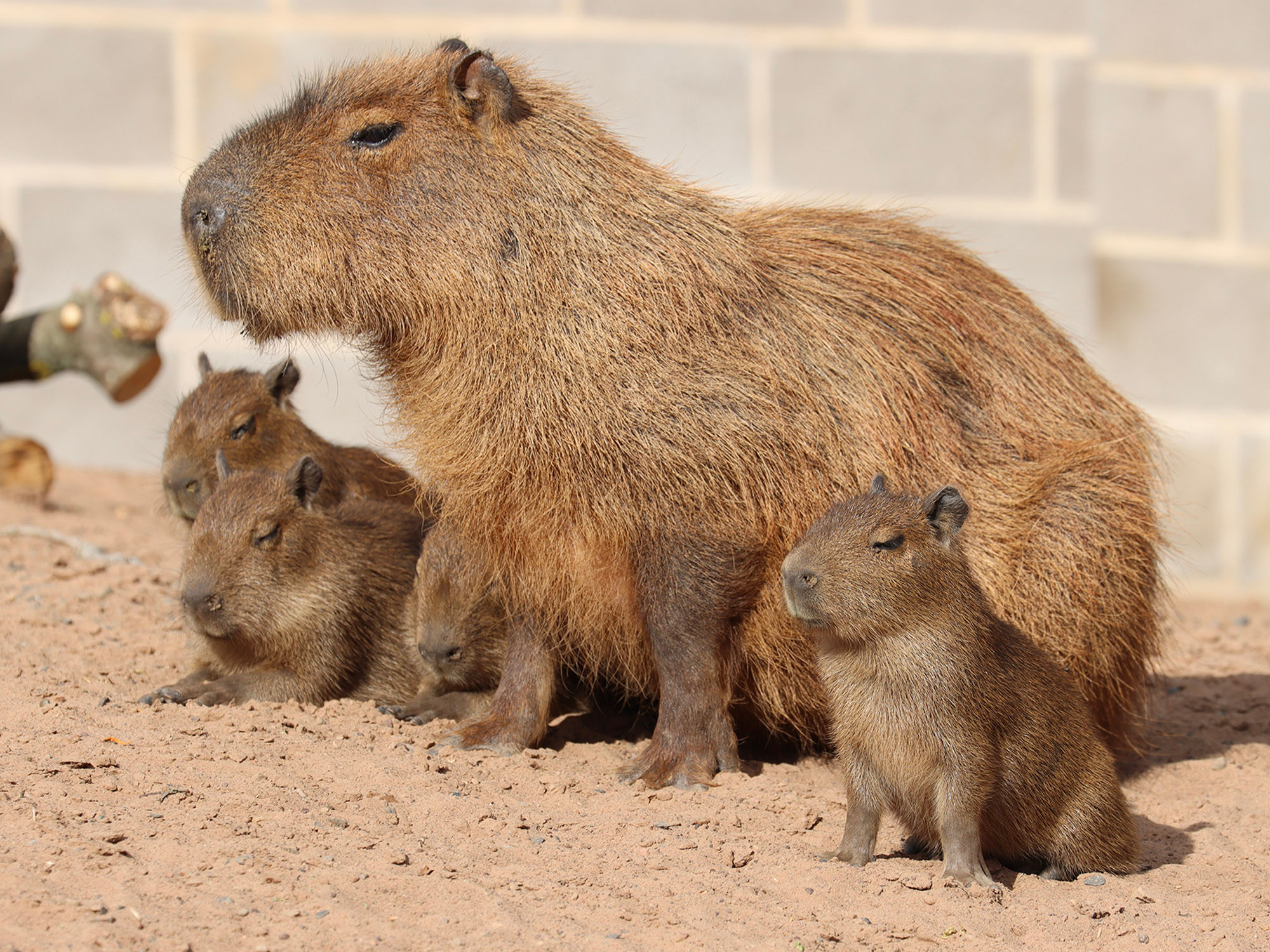 Capybara