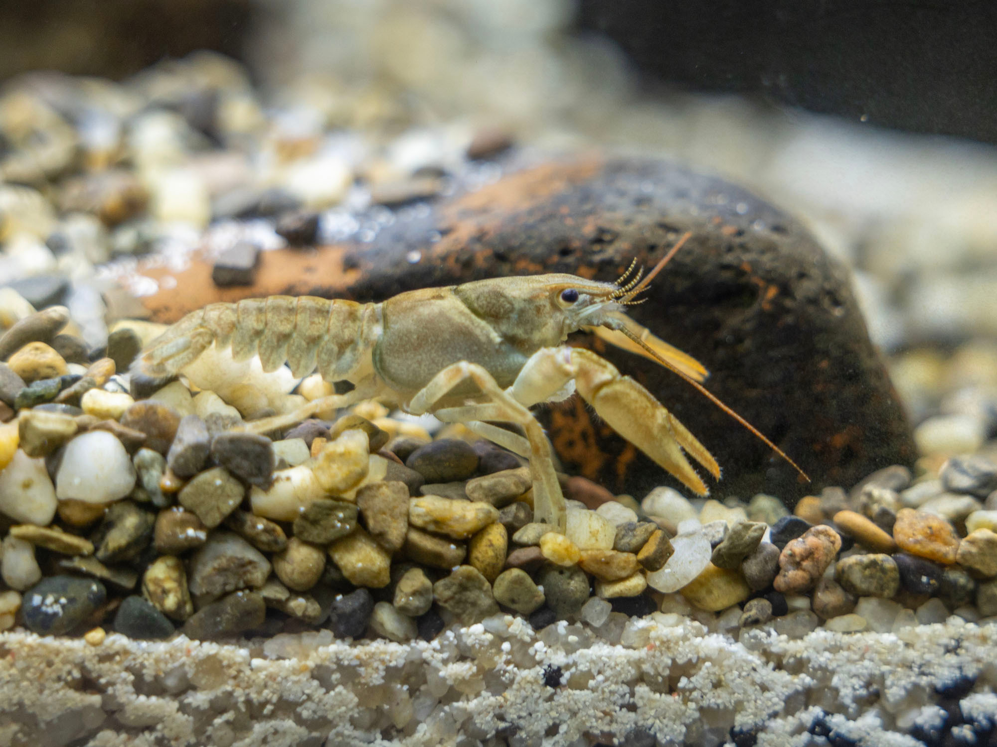 White-clawed Crayfish