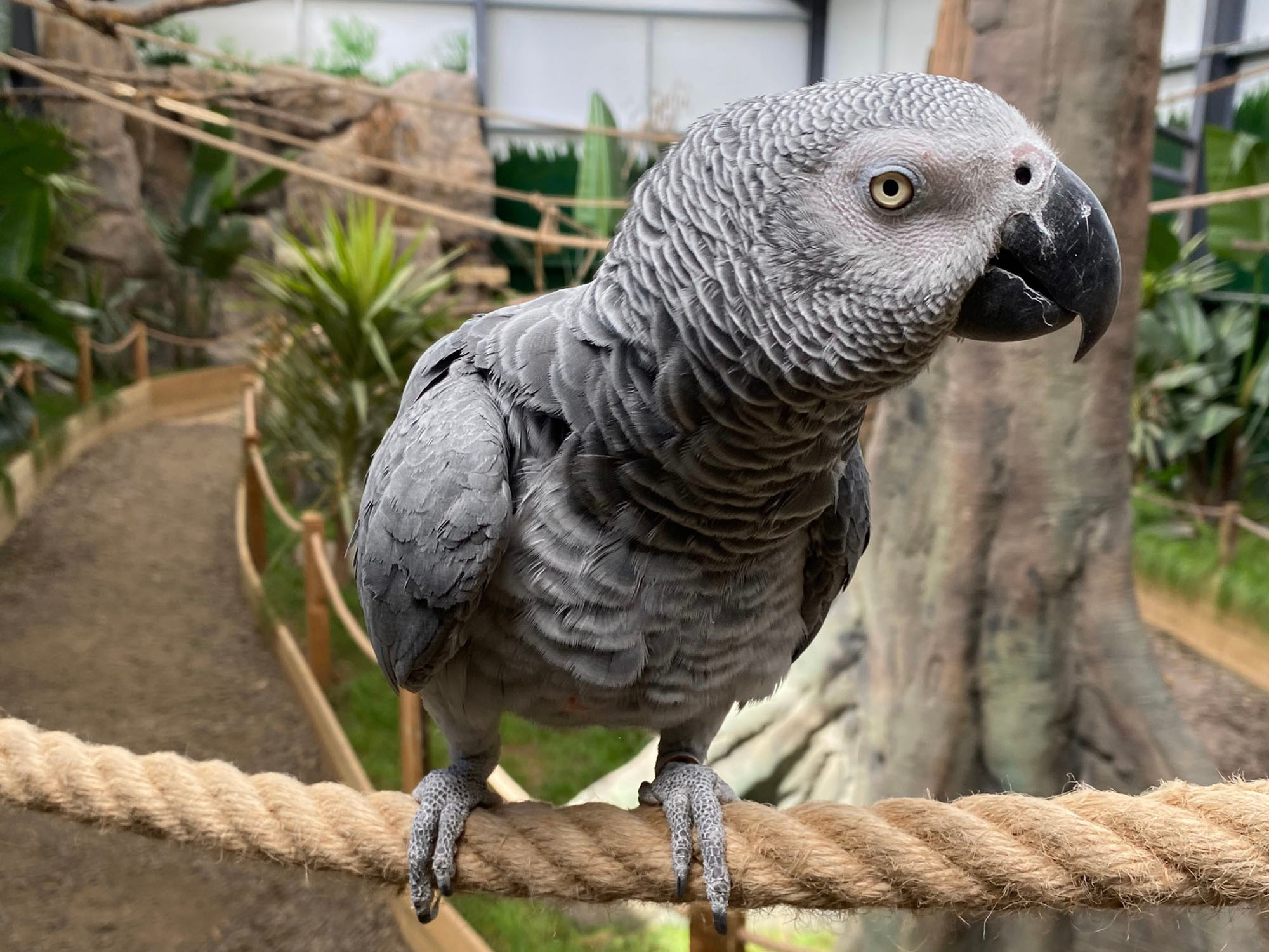 Grey Parrot