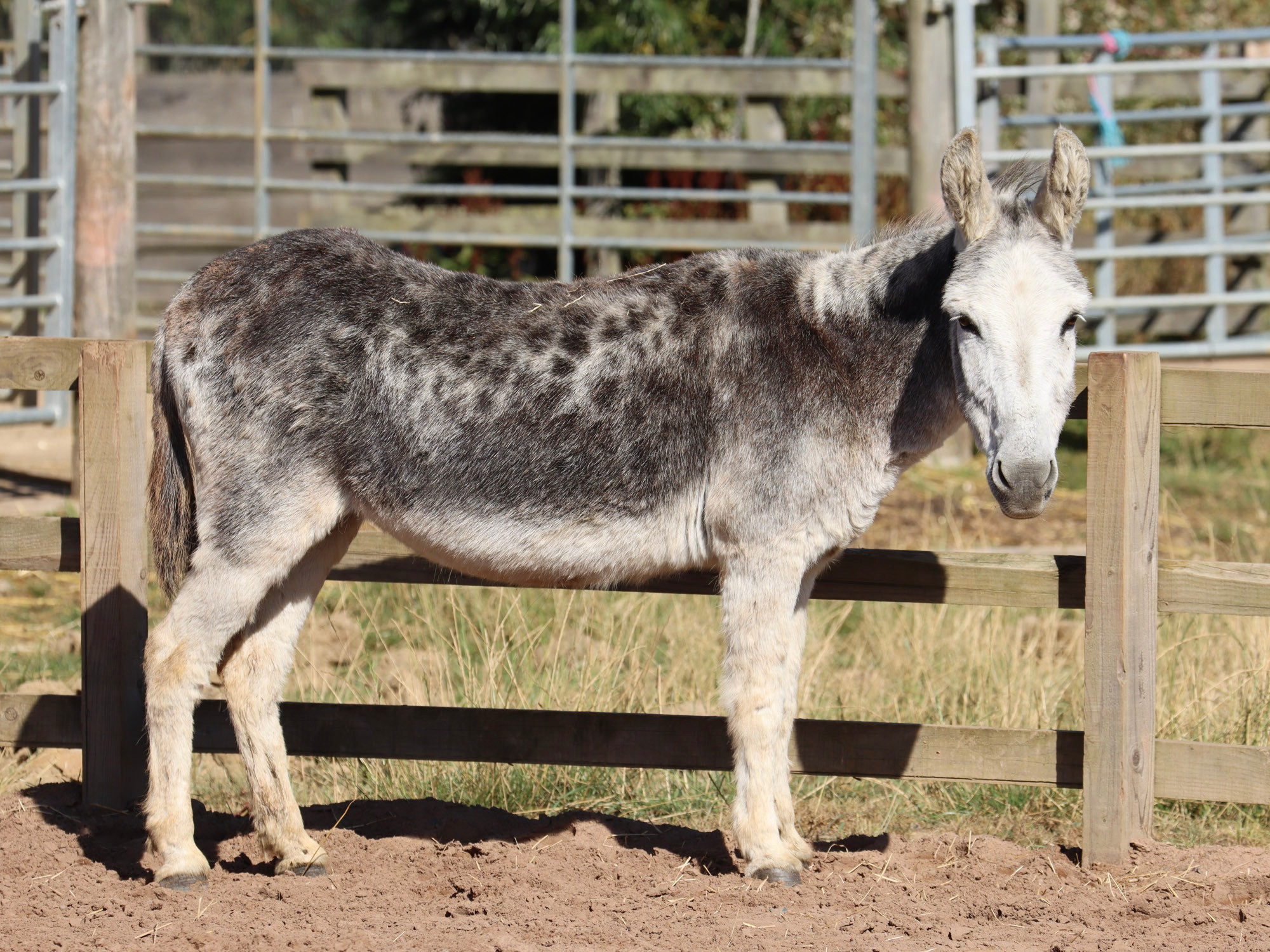 Domestic Donkey