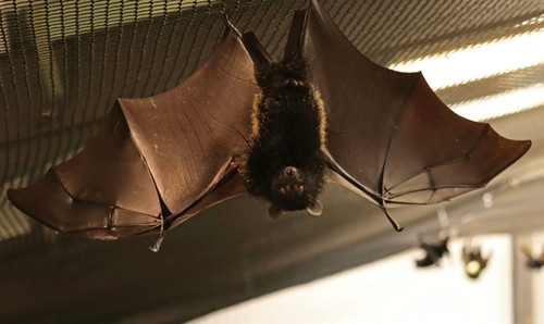 Bat Encounter | Northumberland Zoo