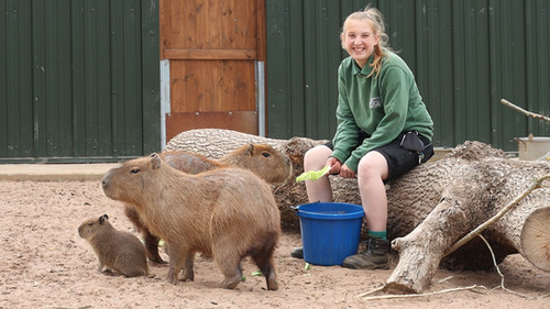 Capybara Encounter - Peak Time | Northumberland Zoo