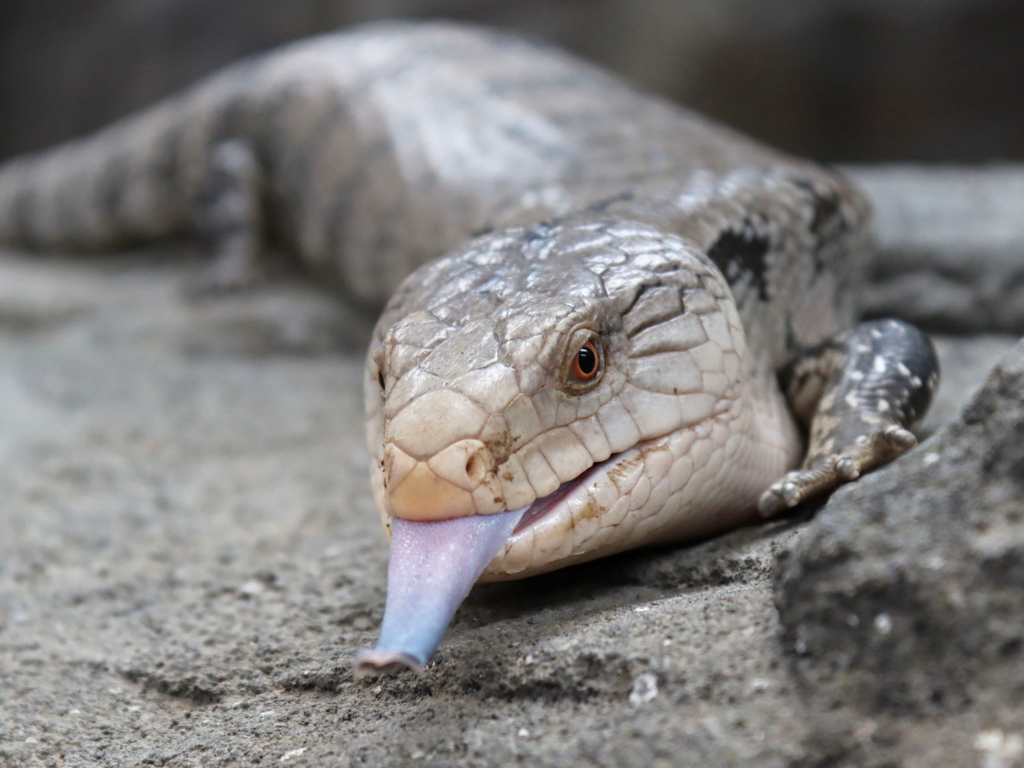 Blue-tongued Skink