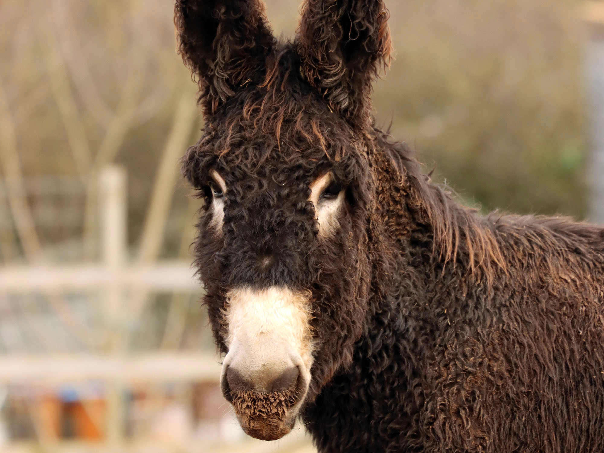 Poitou Donkey