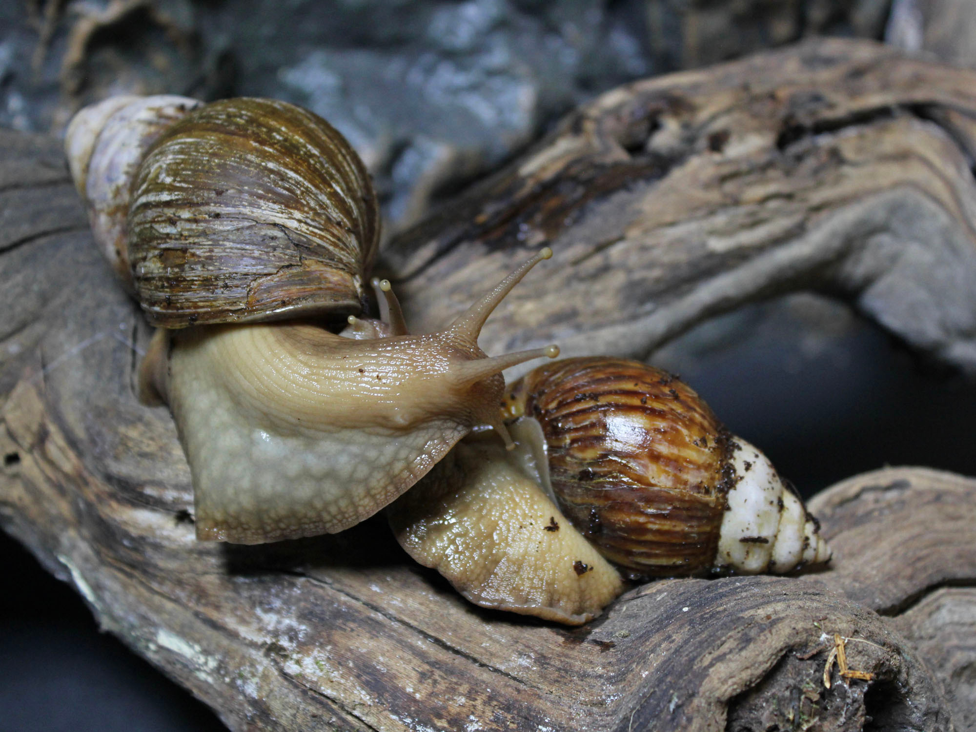 Giant East African Land Snail