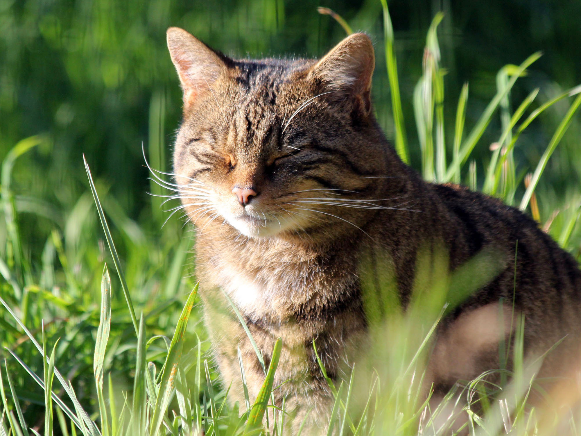 European Wildcat