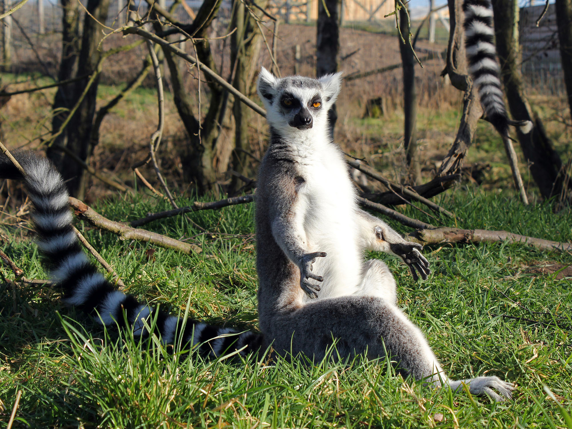 Ring-tailed Lemur