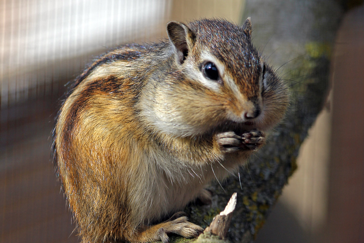 Siberian Chipmunk