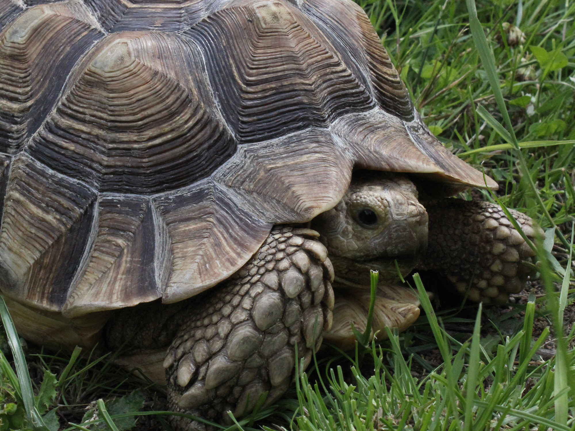 African Spurred Tortoise
