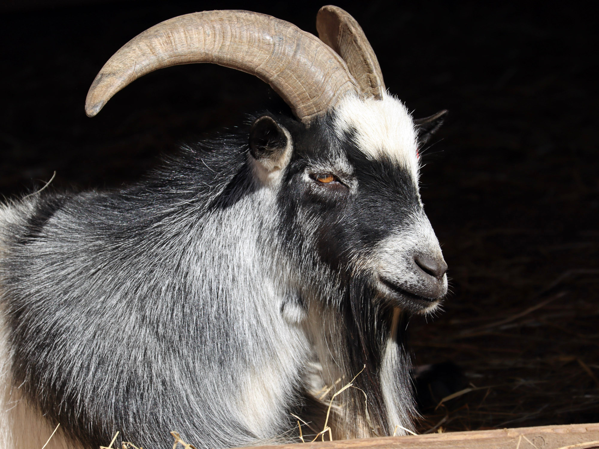 Domestic Goat