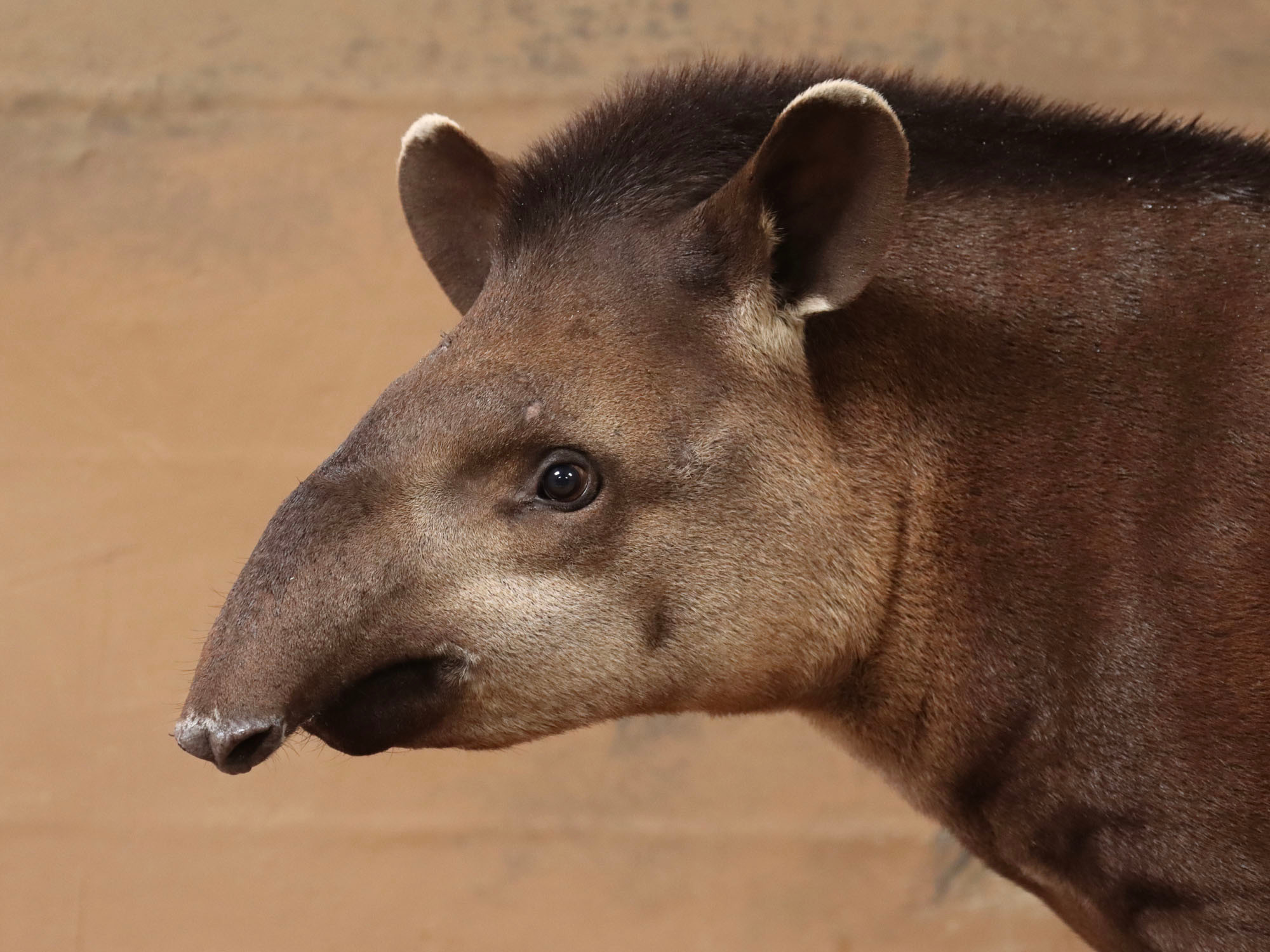 Lowland Tapir