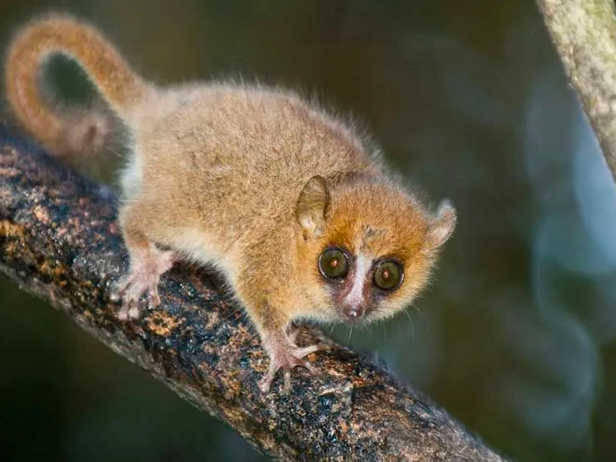 Grey Mouse Lemur