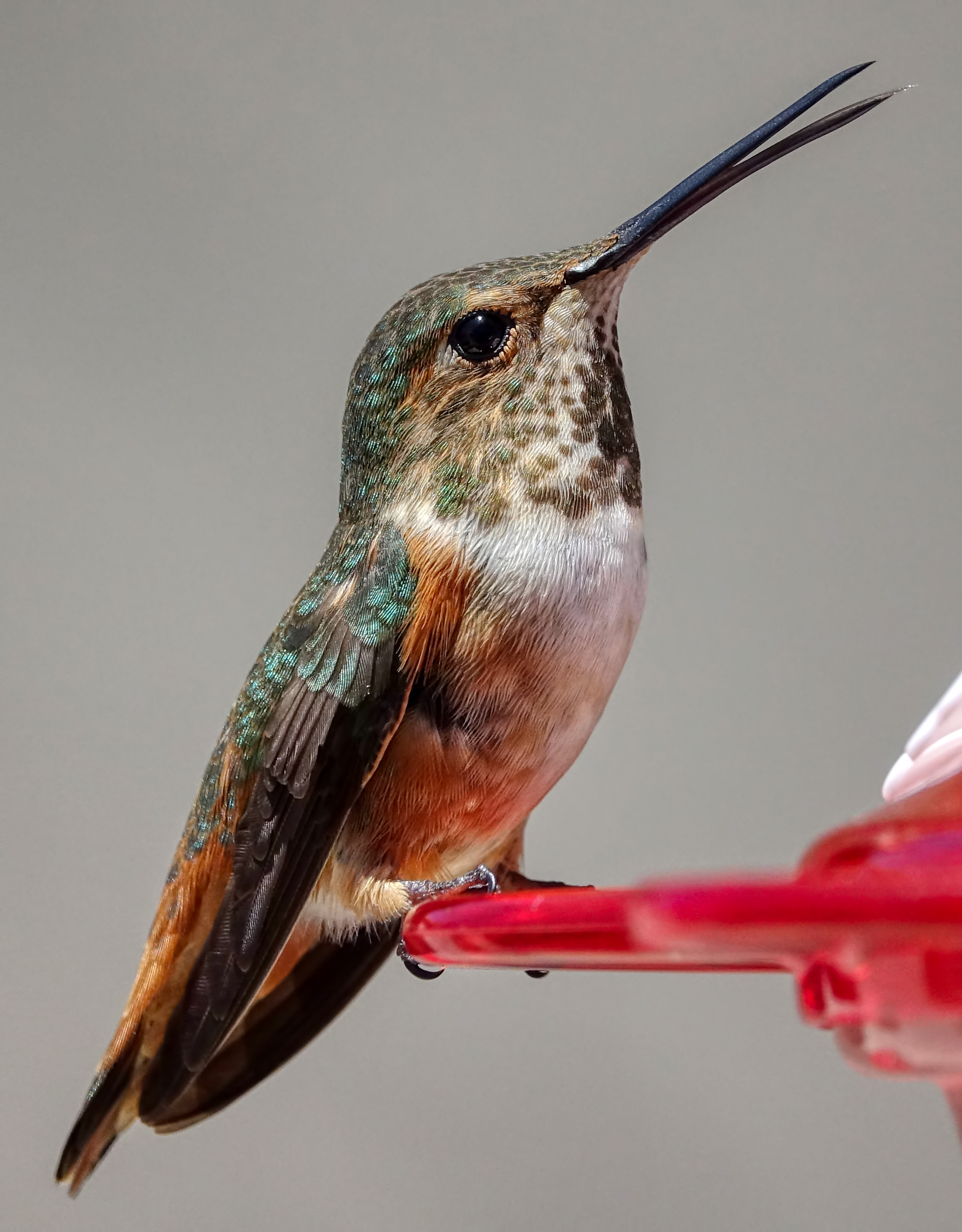 HUMMINGBIRD PHOTOGRAPHY