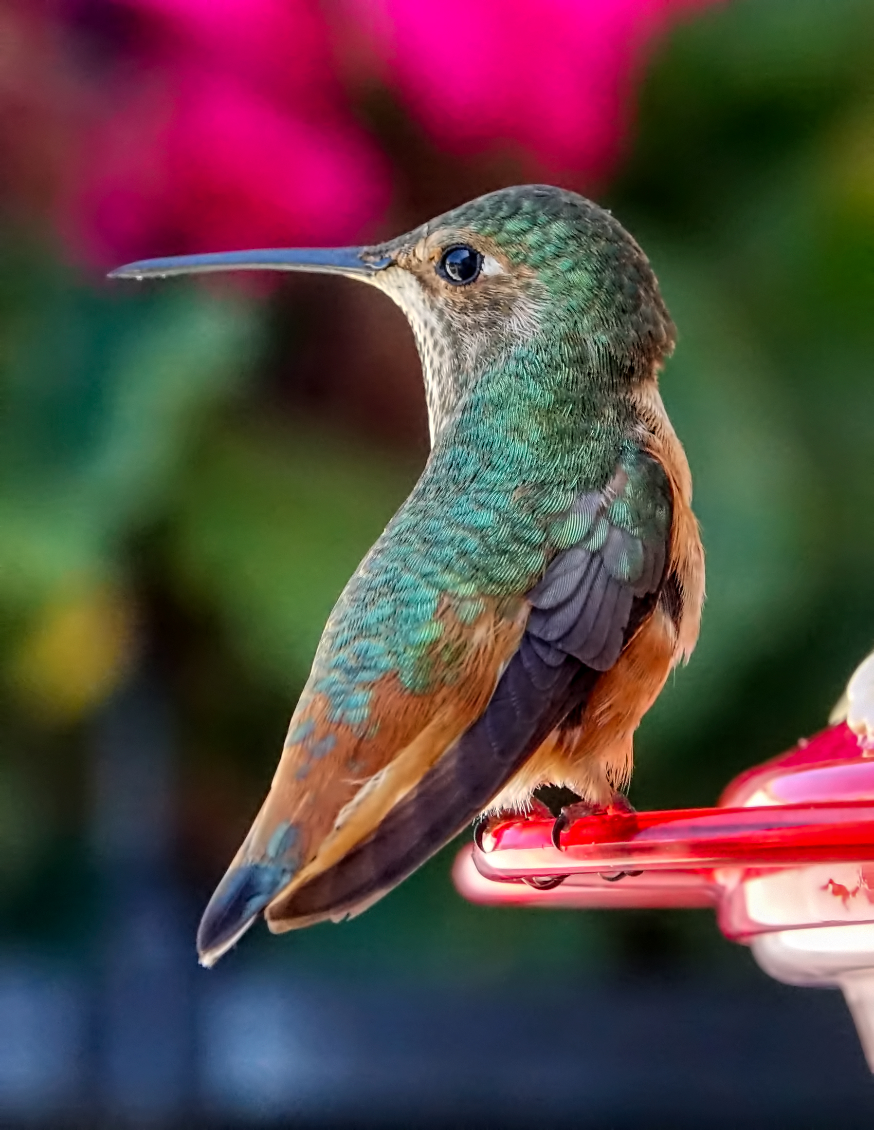 HUMMINGBIRD PHOTOGRAPHY