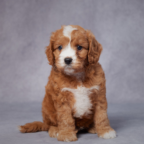 Coby | Grandeur Puppies