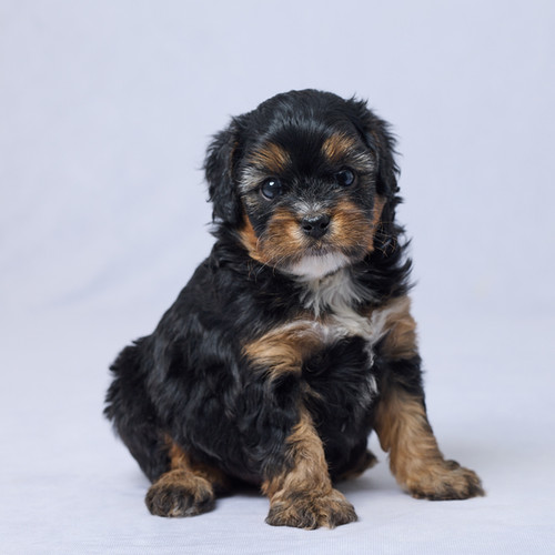Rhett | Grandeur Puppies