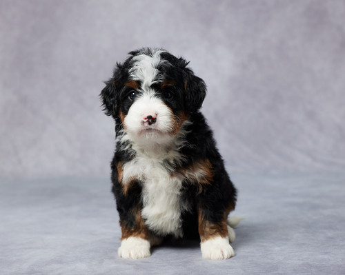 April | Grandeur Puppies