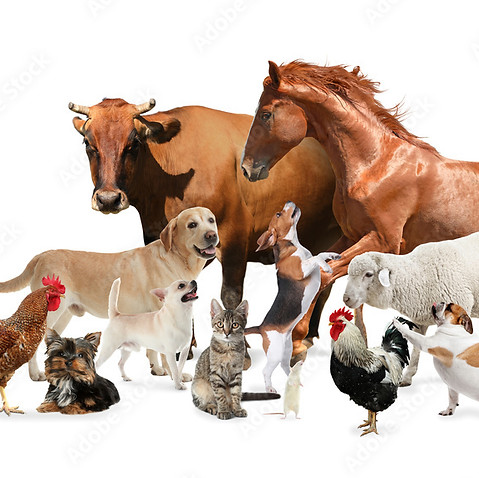 Veterinary Service | Border Veterinary Surgery | Goondiwindi