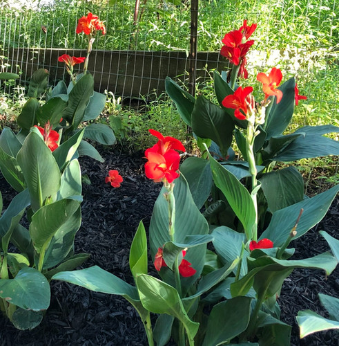 Canna Lily | The River House