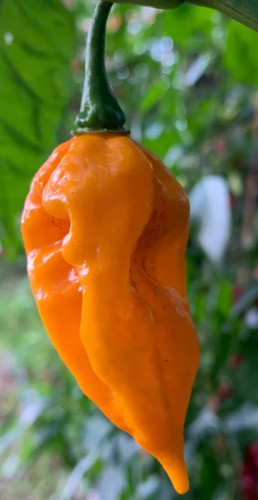 Produce: Super Hot Peppers | The River House