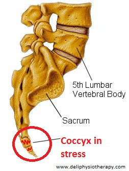 Coccyx anatomy; questions and answers