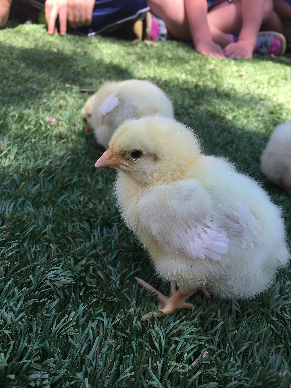 Chicks! An experience, an inquiry and all that came with it!