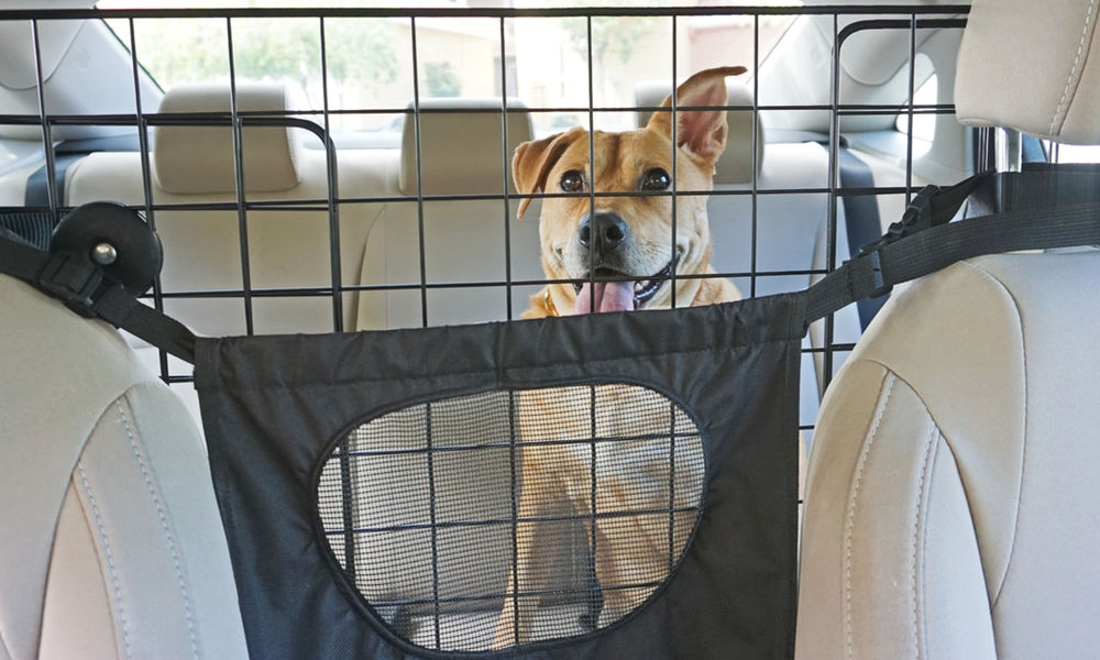 How to Keep YOUR Dog Safe in the Car - 5 Ways To Prevent Accidents When ...