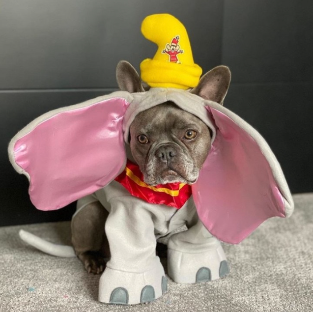 11 Unique Dog Halloween Costume Ideas