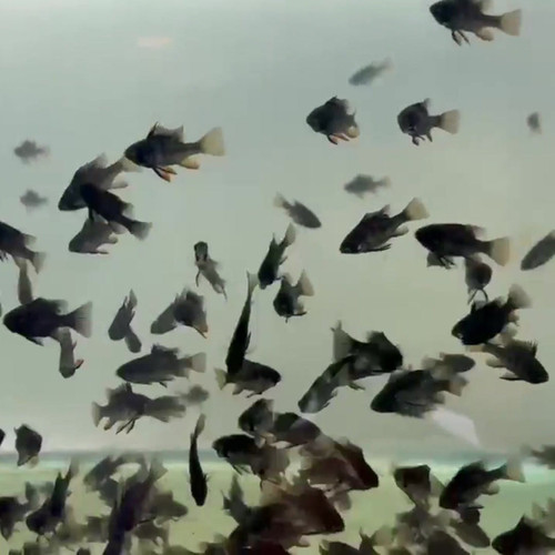 Black Rams | Aquarium Biz