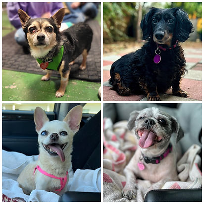 Animal Rescue | Grrr Saves Dogs