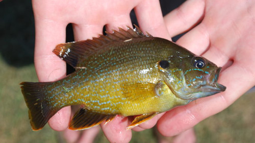 Green Sunfish | Smartfishaquarium