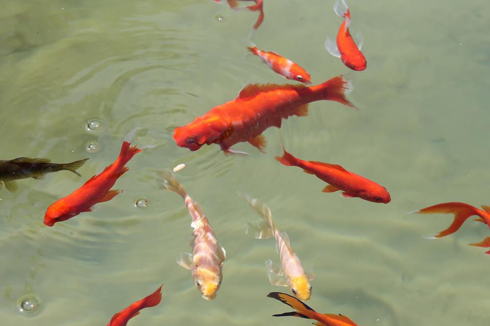 Goldfish | Smartfishaquarium
