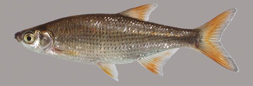 Golden Shiner | Smartfishaquarium